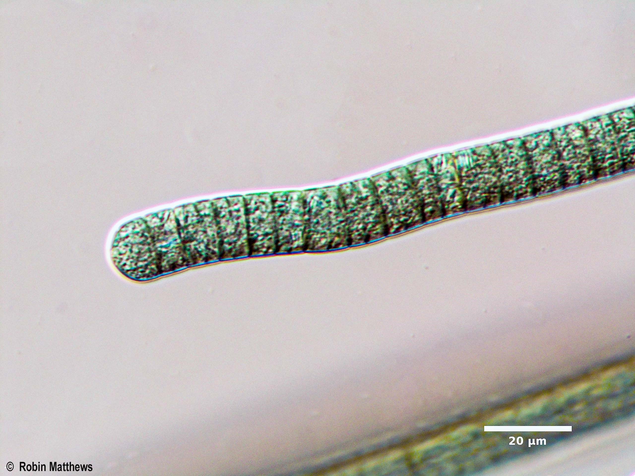 Oscillatoria curviceps Gomont