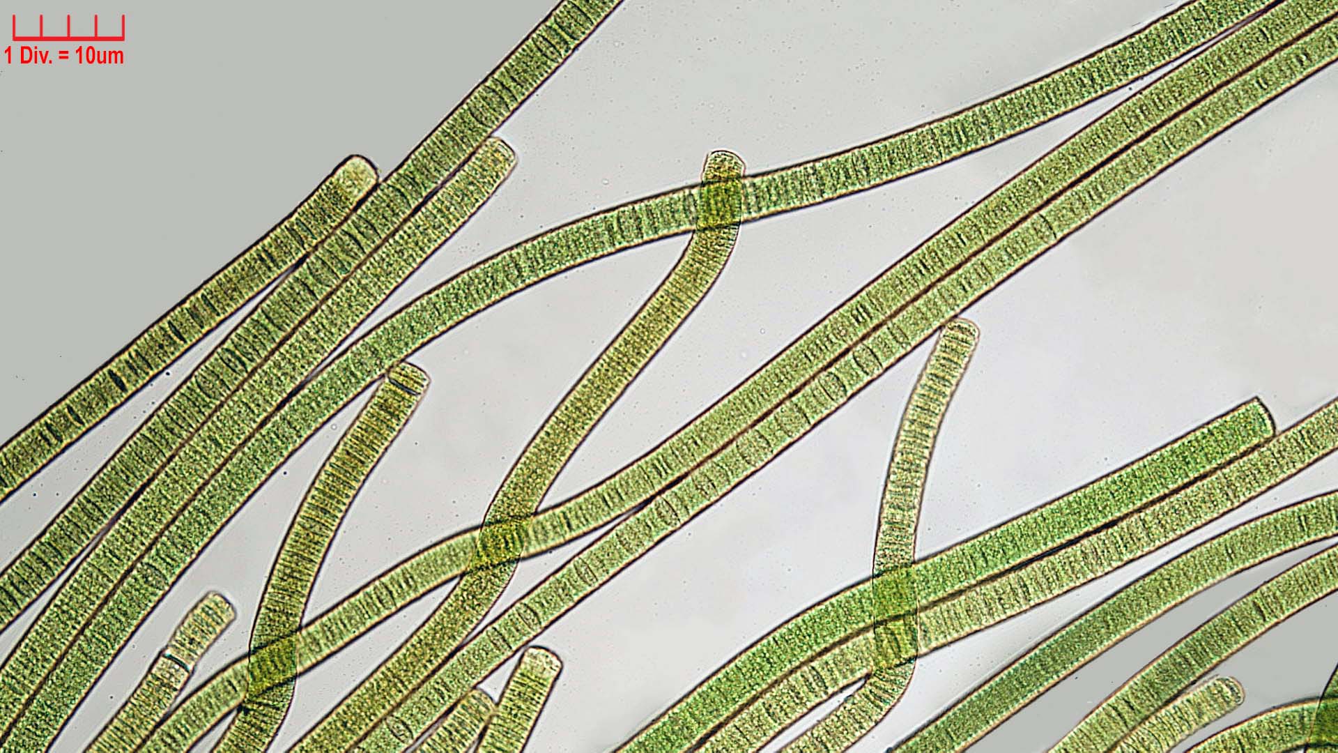 Oscillatoria limosa Gomont